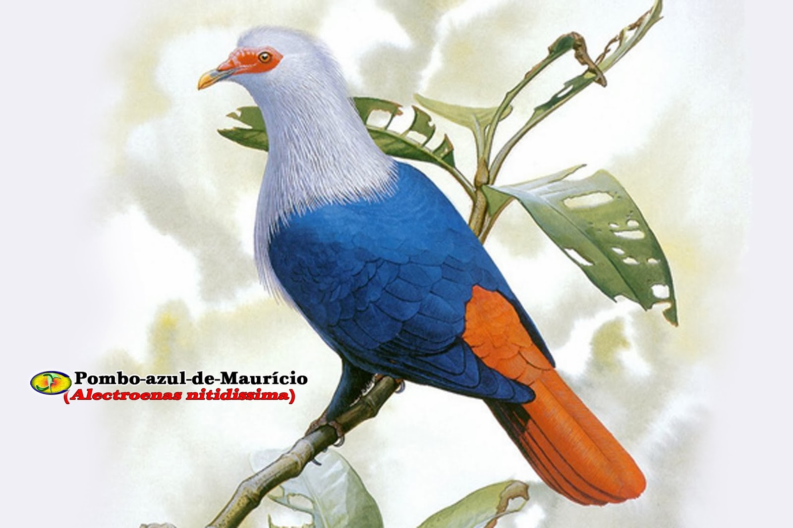 ORNITOLOGIA: Pombo-azul-de-Maurício (Alectroenas nitidissima)